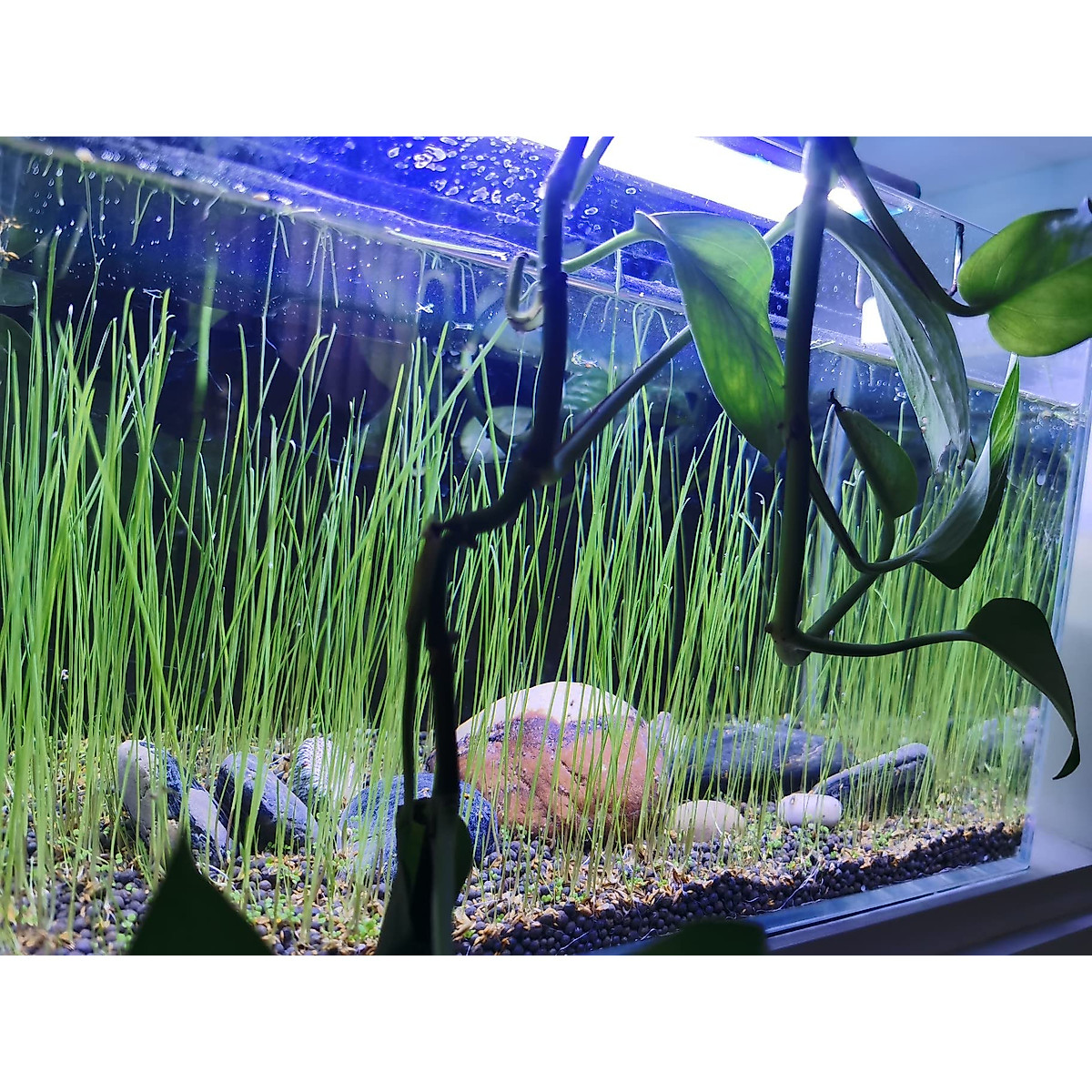 3 Bags Aquarium Plant S.e.e.d Set, not aritifical Plastic, Fresh Water Live Grass for Fish Tank ZQ21