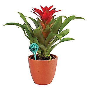 Wyndham House 4 Piece Plant Watering Globe Set, Colorful Hand-Blown Glass, Automatic Watering System