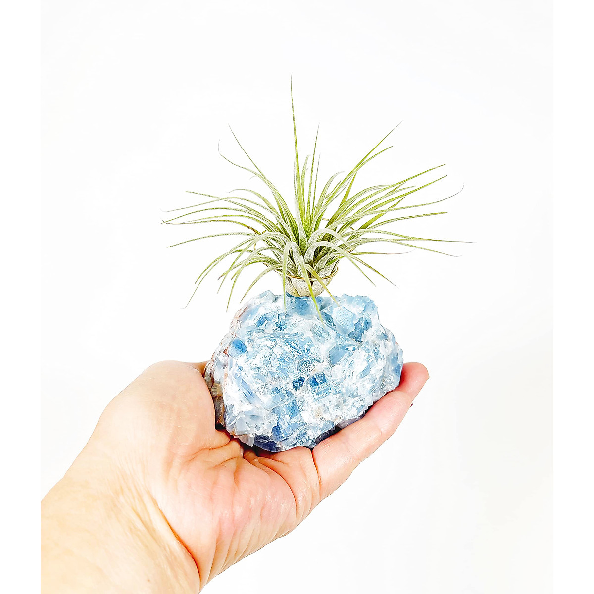 Thoughtful Birthday Gift for Plant and Crystal Lovers Blue Calcite Crystal Air Plant Holder Includes Air Plant and Gift Box Unique Meaningful Gift for Best Friend Girl Friend Boyfriend