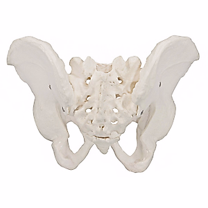 Axis Scientific Male Pelvis Model, Life Size Pelvic Human Anatomy Features Hip, Sacrum, and Coccyx, Includes Detailed Manual