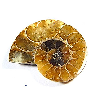 XUETZALCOATL Skandah Sudarshan Shaligram 1.5cm - 2.5cm from Kali Gandaki 1 pcs