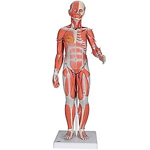 3B Scientific B55 Complete Dual Muscle Figure w/internal organs 1/2 life-siz - 3B Smart Anatomy