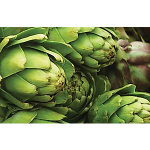 Artichoke Seeds for Planting, 35 Green Globe Artichoke Seeds, High Germination Rates, Heirloom, Non-GMO