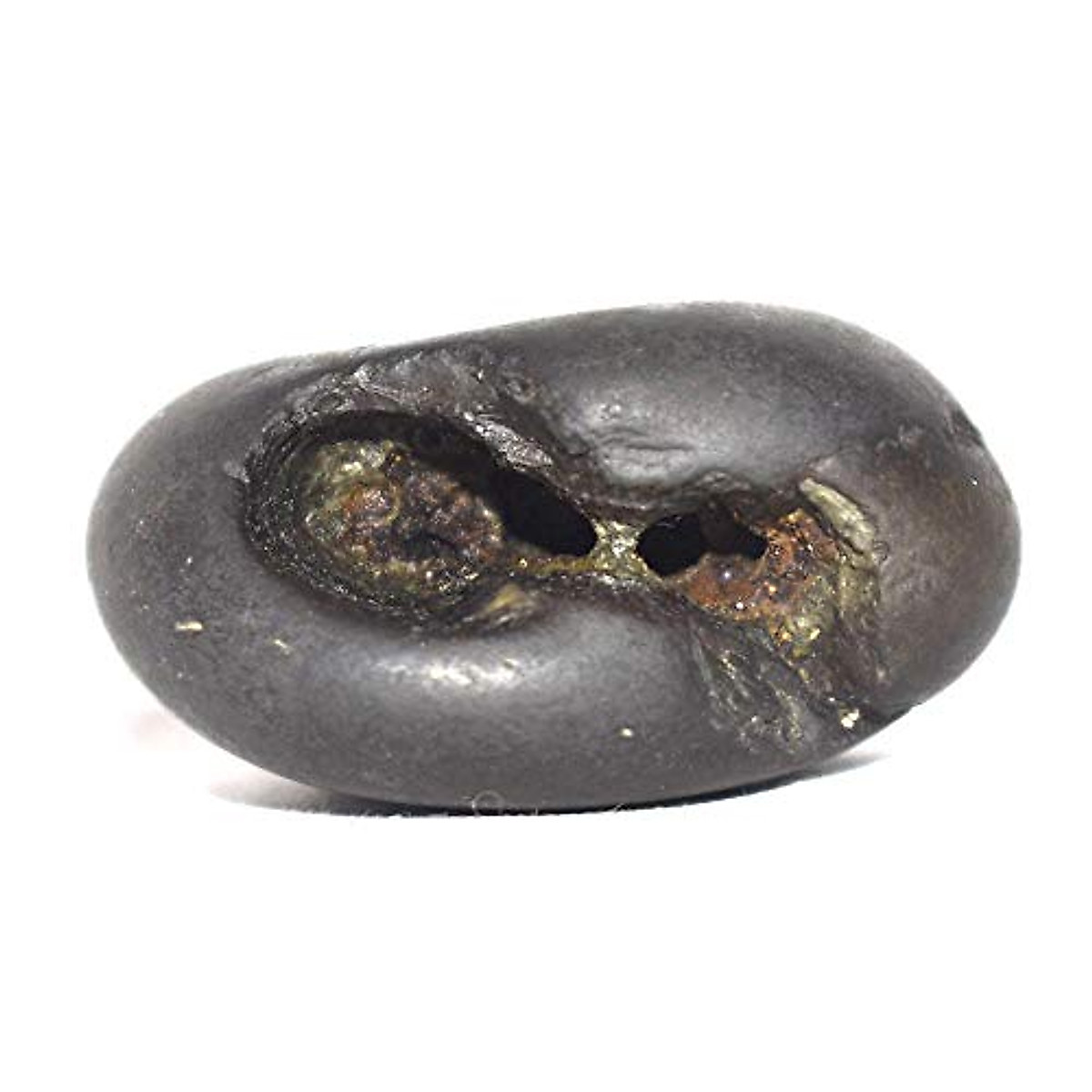 Rudrakshguru Laxmi Narasimha Shaligram