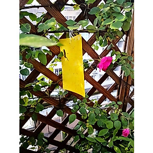 Faicuk Yellow Dual-Sided Sticky Fly Traps for Plant Insect Like Aphids, Fungus Gnats, Leaf Miners and White Flies (10 Pack)