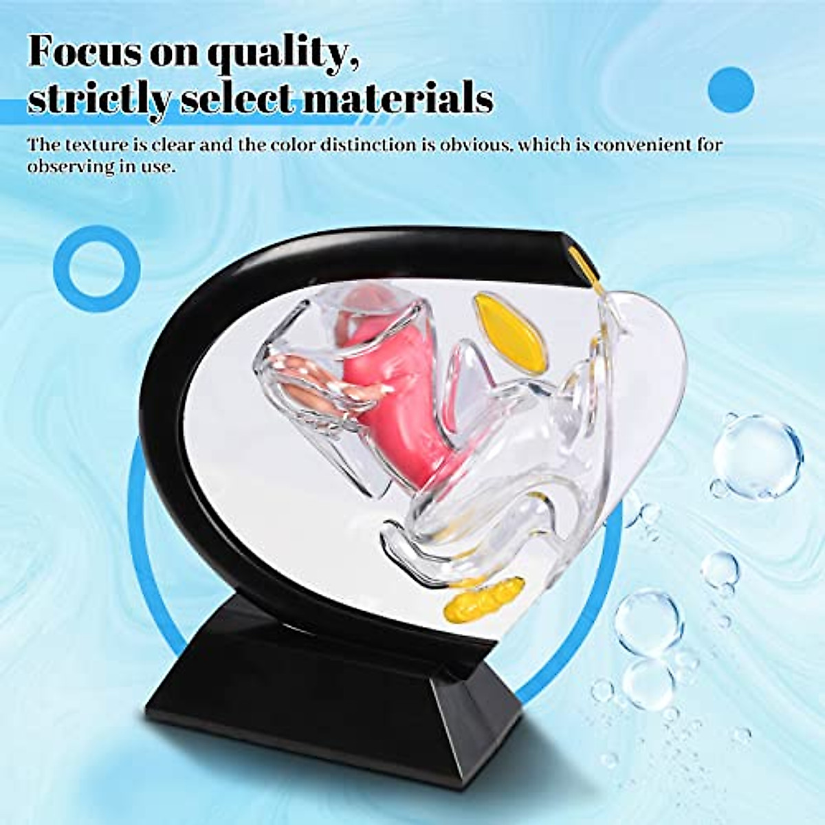 HamRoRung Transparent Uterus Model, Human Vagina Anatomical Model Female Reproductive Organ Model, Uterus Gifts Medical Teaching Models Gynecology Doctor Patient Communication Simulation