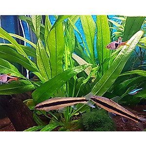 Mainam Amazon Sword Plant Echinodorus Bleheri Tall Bunch Live Aquarium Plants Freshwater Planted Tank Decorations
