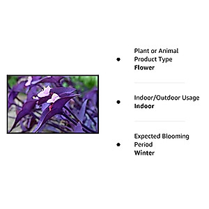 5 Cuttings Purple Heart Wandering Jew - Tradescantia Pallida Purpurea Plant