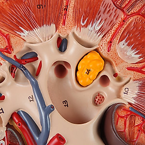 Axis Scientific Human Kidney Model | Anatomical Model is Enlarged to 3 Times Life Size | Includes Anatomy of Adrenal Gland and Nephrons | Includes Product Manual