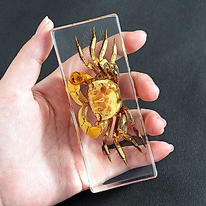 JSNZMTSBD Insect Resin,Real Insect Spider Specimen Science Classroom Taxidermy Resin Desk Paperweight Articulated Specimen for Science Education - Toothless Hand Crab