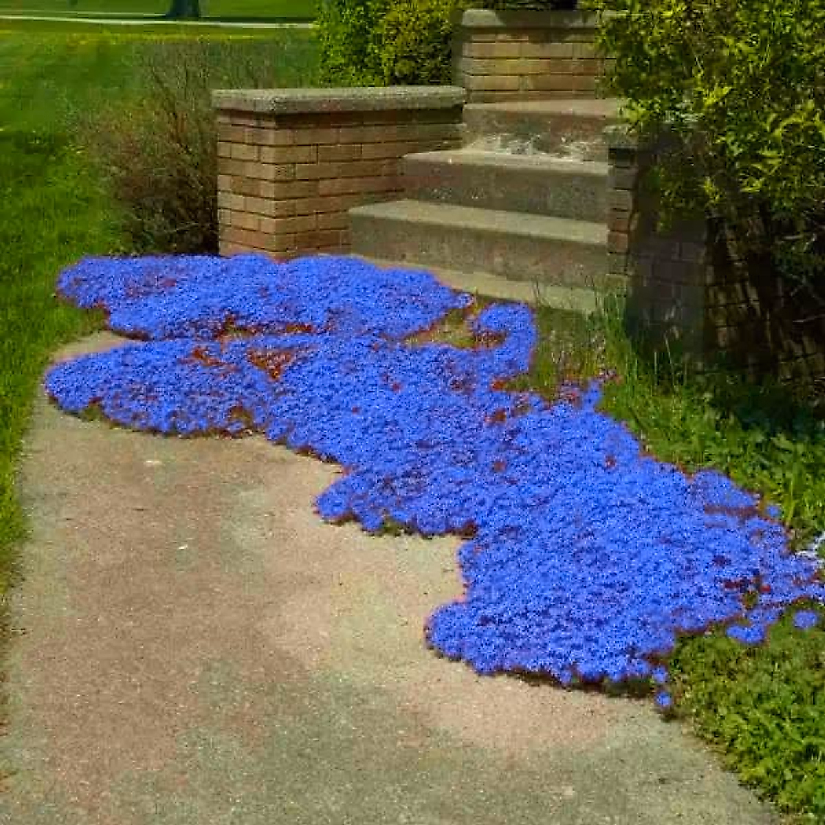 20000+ Blue Creeping Thyme Seeds for Planting Thymus Serpyllum - Heirloom Creeping Thyme Seeds Ground Cover Easy to Plant - Open Pollinated