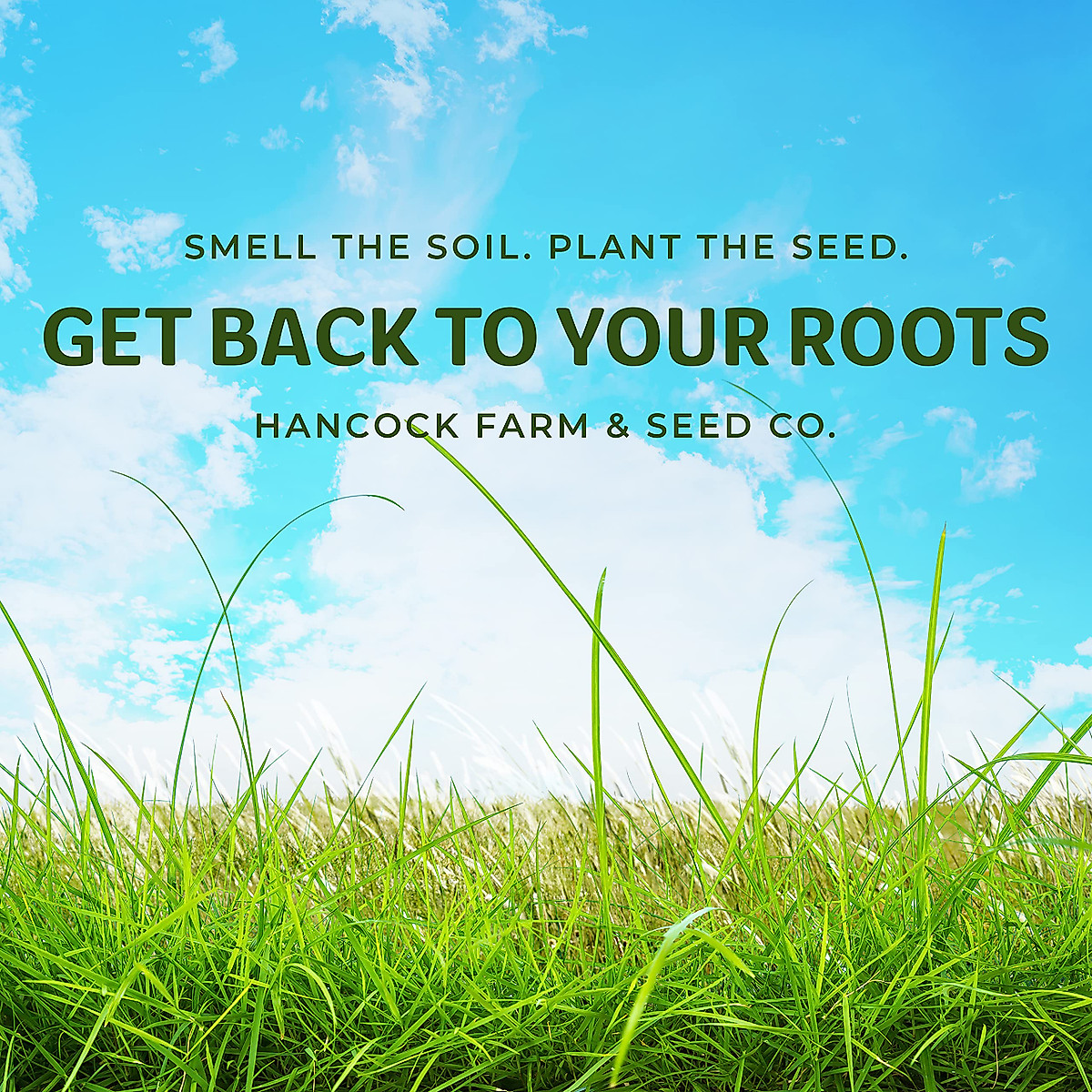 Hancock's Pensacola Bahia Grass Seed - Coated - 50 lbs.