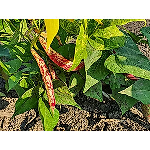 Taylor Dwarf Horticulture (Cranberry) Bush Bean Seeds, 25+ Heirloom Seeds Per Packet, Non GMO Seeds, (Isla's Garden Seeds), Botanical Name: Phaseolus vulgaris, 85% Germination Rates, Great Gift