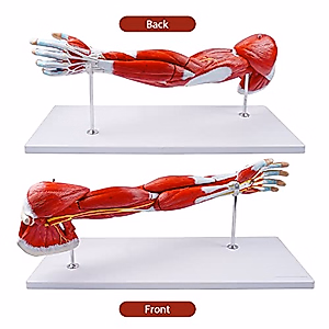 breesky Muscular Arm Anatomy Model, Life Size Arm Model Anatomy Model Scientific Arm Anatomical Muscle 7 Parts Numbered Shows Muscles of The Shoulder, Arm and Hand, Includes Stand