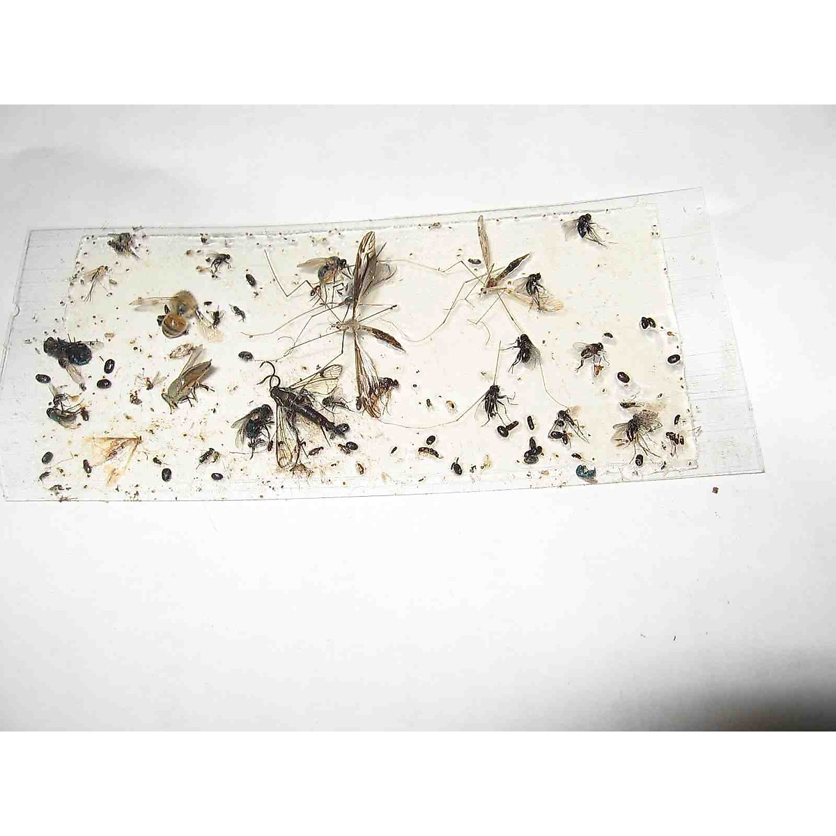 40 pk All Insect Traps/Strips/Glue Boards. Trap Flies, Bees, Wasps, Asian Beetles, etc.