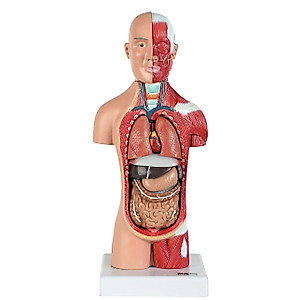 Axis Scientific 14-Part Unisex Micro Torso Anatomy Teaching Model, Includes Teaching Booklet