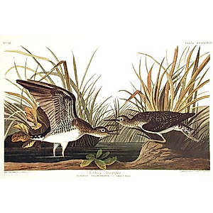 Solitary Sandpiper. From"The Birds of America" (Amsterdam Edition)