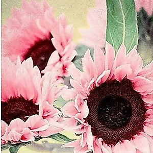 TricaStore 50 Bright Pink Sunflower Seeds Plants Garden Planting