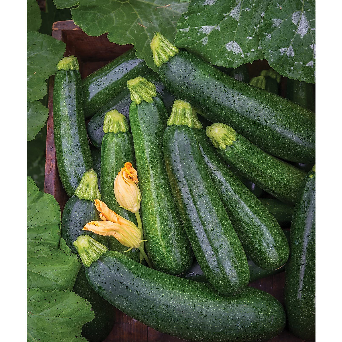 Burpee Best Zucchini Summer Squash Seeds 20 seeds