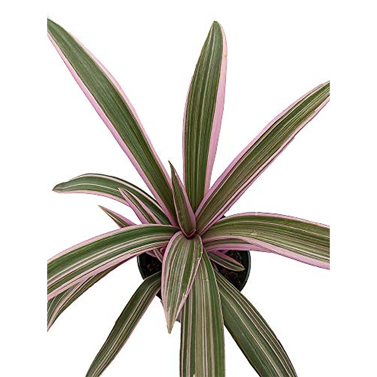 Tricolor Moses in the Cradle Plant - Rhoeo - Great House Plant - 4.5" Pot