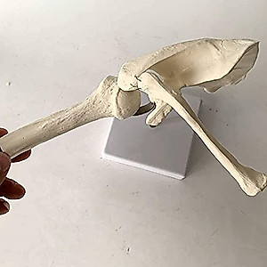 Study Model Educational Model ThreeDimensional Skin Structure Model Junior High School Biology Demonstration Teaching Aids Human Section Skin Tissue Layer Anatomy Enlarged Model,Medical Models LPKL