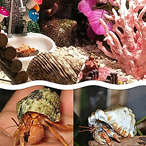 Hermit Crab Shells Medium to Large 0.51-1.18 Inch Assorted Opening Size Natural Turbo Seashells with Decoration Plan and Calcium Supplement