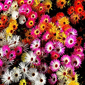 Outsidepride Livingstone Daisy Dorotheanthus Ice Plant Ground Cover Plant & Drought, Heat Tolerant Flower Mix - 5000 Seeds