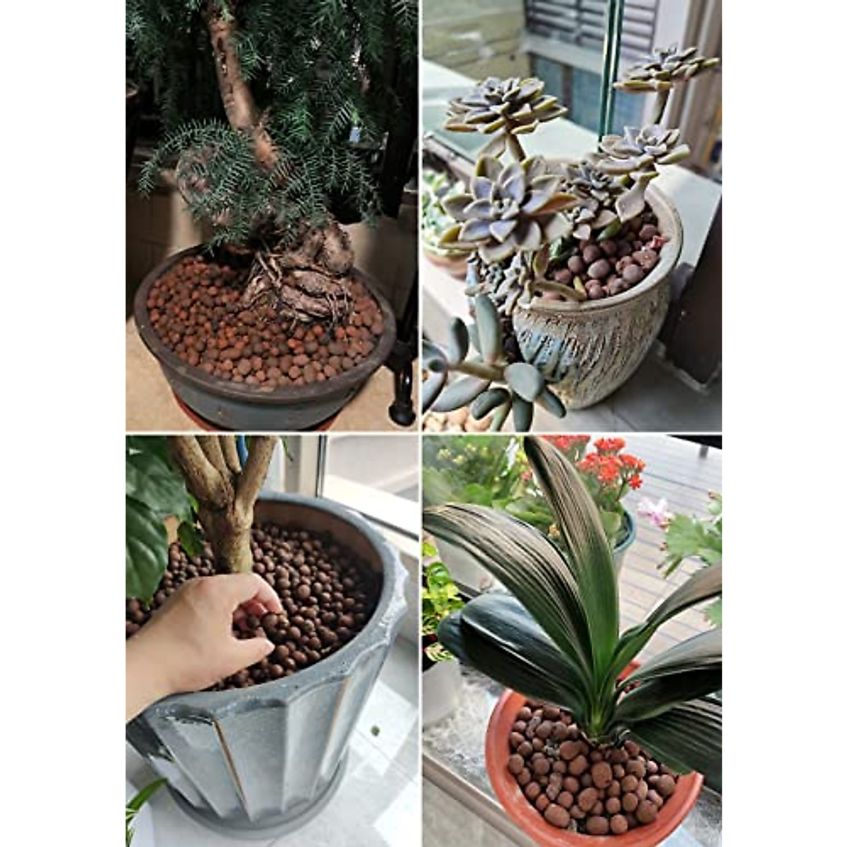 11LB Organic Expanded Clay Pebbles,for Soil Hydroponic Rocks Orchids,Indoor Plants,Succulents (11)