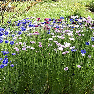 Cornflower/Bachelor Button Seeds - Tall Mix - Packet - Blue/White/Pink Flower Seeds, Heirloom Seed Attracts Bees, Attracts Butterflies, Attracts Pollinators, Edible, Extended Bloom Time