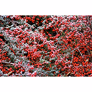 Horizontal Rockspray Cotoneaster Horizontalis Shrub 15 Seeds for Planting Non-GMO