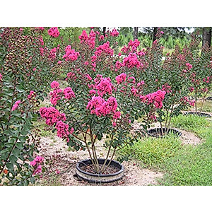 1195B-Dwarf Pink Crape Myrtle (Lagerstroemia Indica) Seeds by Robsrareandgiantseeds UPC0764425788461 Non-GMO,Organic,USA Grower,Bonsai,Showy, Butterfly Flower,1195-B Package of 10 Seeds