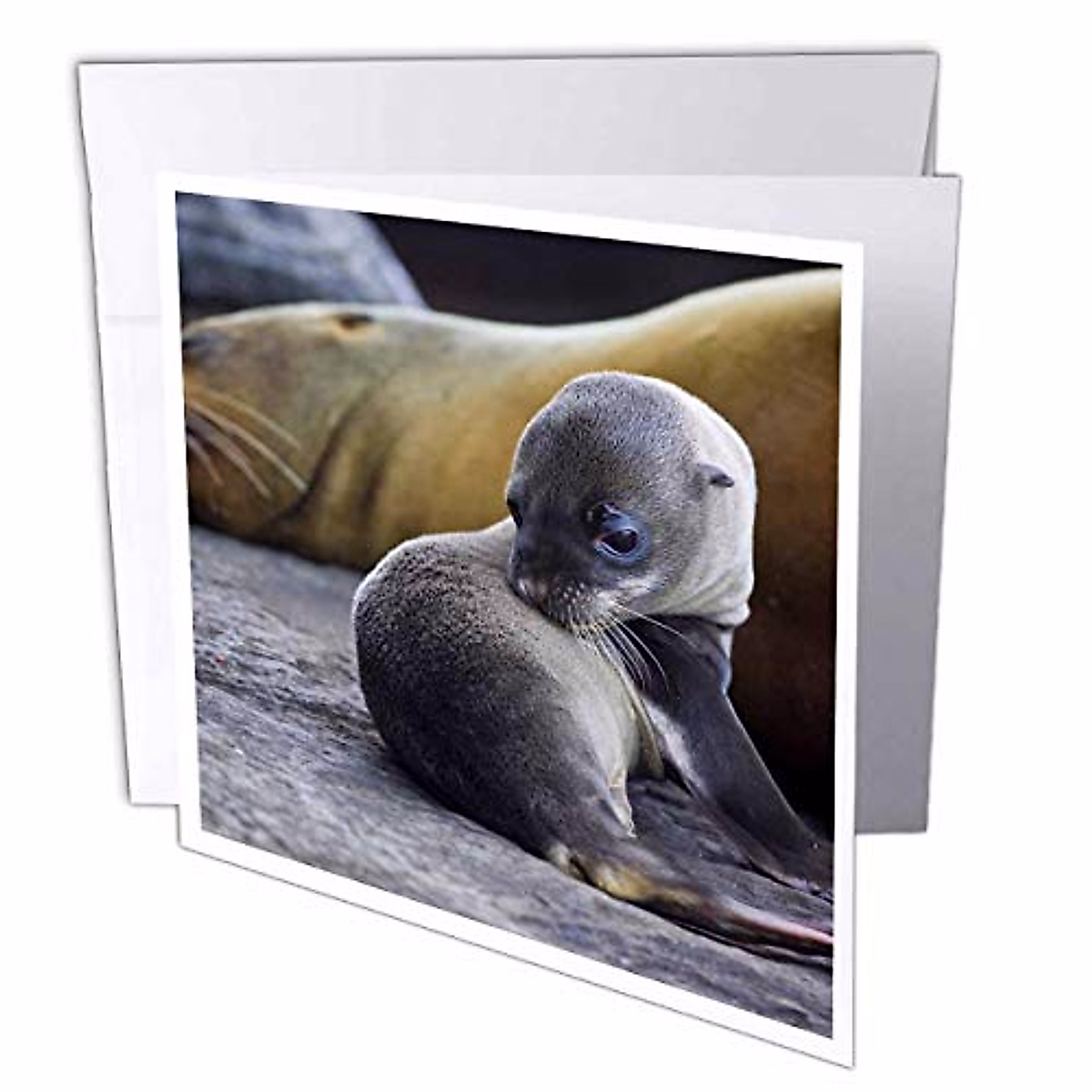 3dRose Ecuador Galapagos Islands Sea Lions 6 x 6 Inches Greeting Cards, Set of 12 (gc_86459_2)