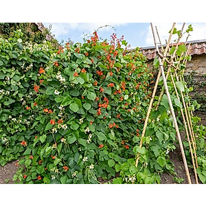 Heirloom Scarlet Runner Beans Seeds - 20 Large Bean Seeds Non GMO - Marde Ross & Company ®