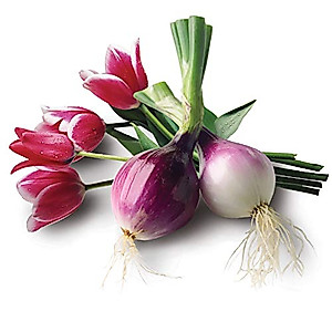 Jobe’s Organics 09326, Plant Food, Bone Meal, 4lbs