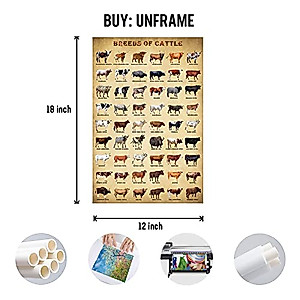 BASYEEO Breeds of Cattle Poster,Common Breeds of Beef and Dairy Cows, Animal Poster Farmhouse Wall Art Prints Unframed 12x18inch
