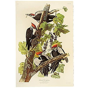 Pileated Woodpecker. From"The Birds of America" (Amsterdam Edition)