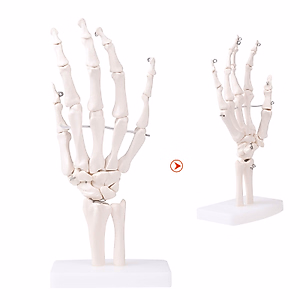 Hand Joint Anatomical Model Skeleton Model Human Medical Anatomy Life Size Educational Hand Bone Mold Anatomical Hand