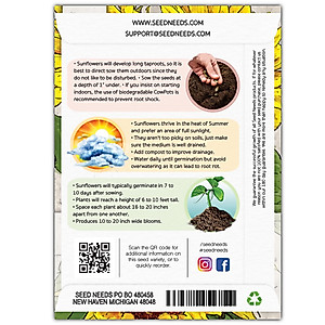 Seed Needs, Mammoth Grey Stripe Sunflower Seeds - 50 Heirloom Seeds for Planting Helianthus annuus - Non-GMO & Untreated - Attracts Pollinators (1 Small Pack)