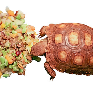 Healthy Herp Tortoise Food Instant Meal 7.7-Ounce (220 Grams) Jar