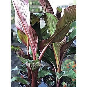Red Abyssinian Banana Tree - 10 Live Starter Plants - Ensete Maurelii - Fruit Tree for The Patio and Garden