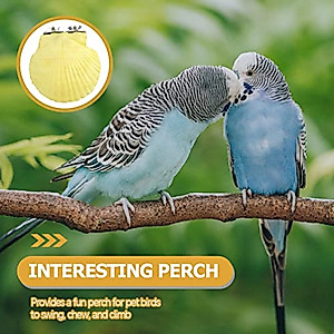 PATKAW Bird Perch Bird Beak Stone Mineral Lava Blocks Trimming Chew Toys Pumice Stones Parrot Perch Stand for Conures Cockatiels Parrots Random Color
