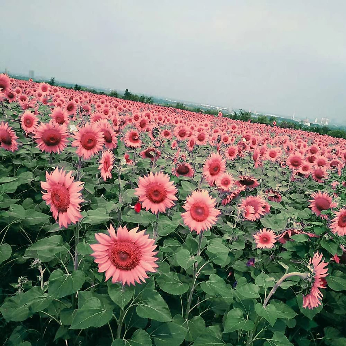 200pcs Pink Sunflower Seeds for Planting, Heirloom and Non-GMO Seeds, Bonsai Plant Office Home Garden Yard Floral Decor Easy to Plant and Grow (Helianthus annuus)