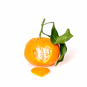 Satsuma Mandarin Tree - XL. Citrus unshiu. 6" - 10"