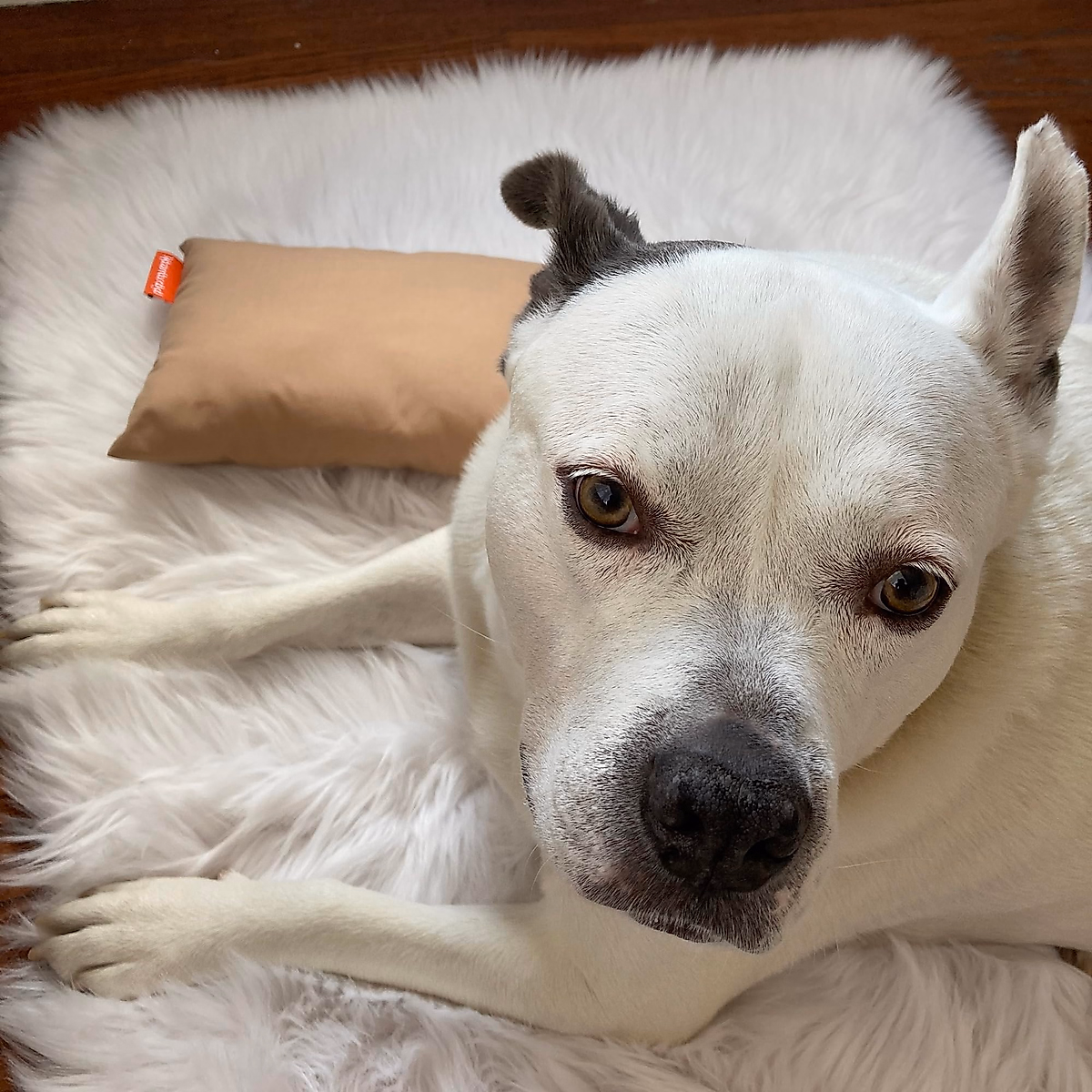 Urban Infant Pipsqueak Small Pillow - Mini 11 x 7 in - Tiny Pillow for Travel, Dogs, Toddlers, Kids, Lumbar, Knees and Neck - Ages 2 Yrs and Up