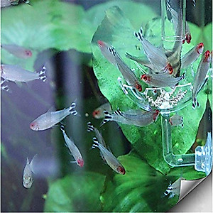 Tfwadmx Shrimp Feeding Dish and Feeder Tube Transparent Feeder Container for Shrimp Tropical Fish African Dwarf Frog 2Pcs