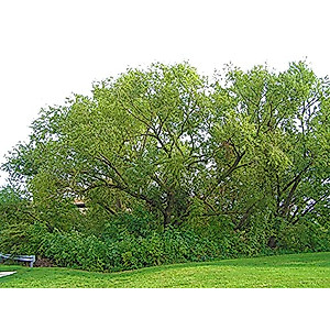 100 Hybrid Willow Tree Plant - Austree Cuttings Grow 12 Feet 1st Season - Create Instant Privacy Fence Hedge Fast Shade- Live Trees Fast Growing - Twigz Nursery