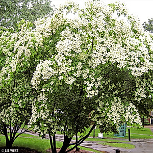 Kousa Dogwood Seeds for Planting - 30 Seeds - Cornus kousa