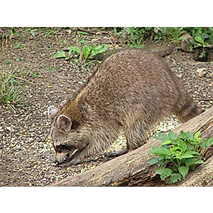 Executive Deals Cracked Corn Feed for Birds, Squirrels, Deers, Wildlife - 10LB (Double-Sealed)