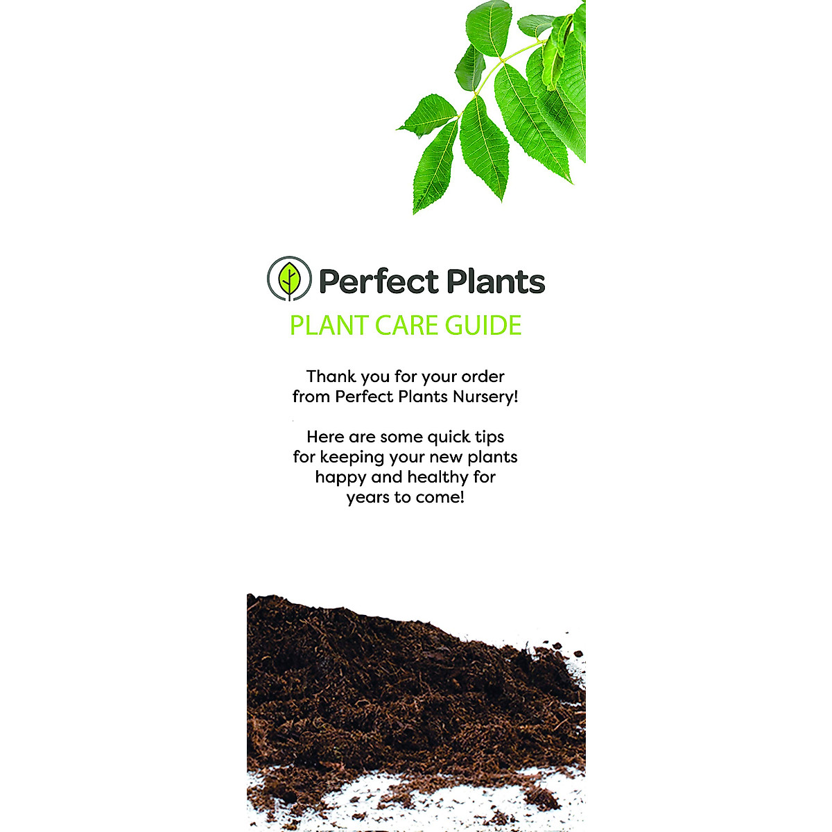 Arbequina Olive Tree - Live Plant, Includes Special Blend Plant Food & Planting Guide- Size (3-4FT)