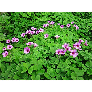 Green Shamrock Bulbs 15 Luck Oxalis Bulbs to Plant, Easy to Grow Indoors Outside The Novice Gardener's Choice